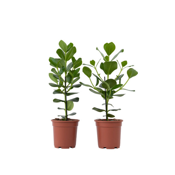 Plant in a Box Clusia Rosea Princess - Set of 2 - Autograph Tree - Height 50-60cm - Pot 17cm ...